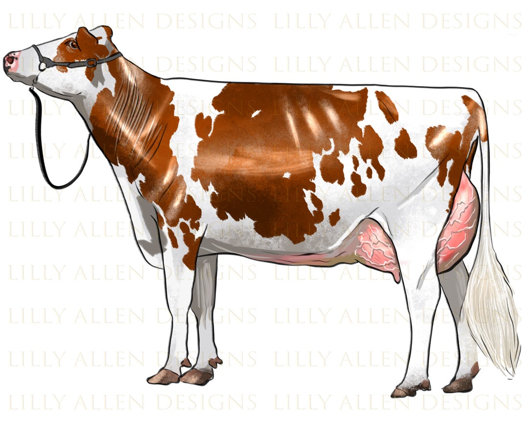 Red and White Holstein Cow Png Sublimation Design Download, Hand Drawn ...