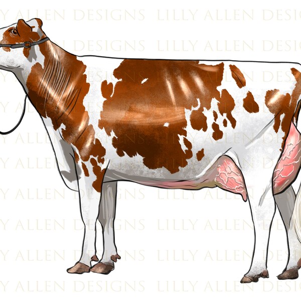 Holstein Cow Art - Etsy