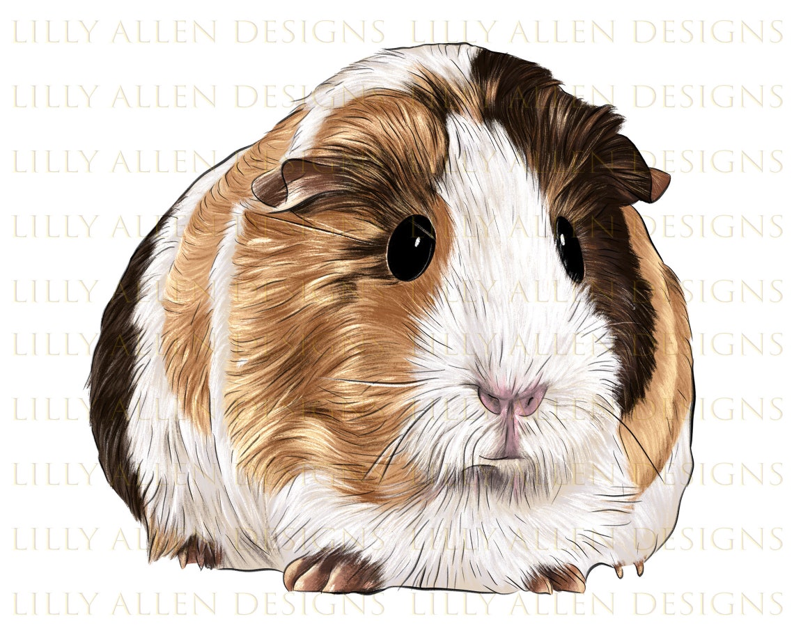 Guinea Pig Illustrations Png Digital Downloadguinea Pig - Etsy UK