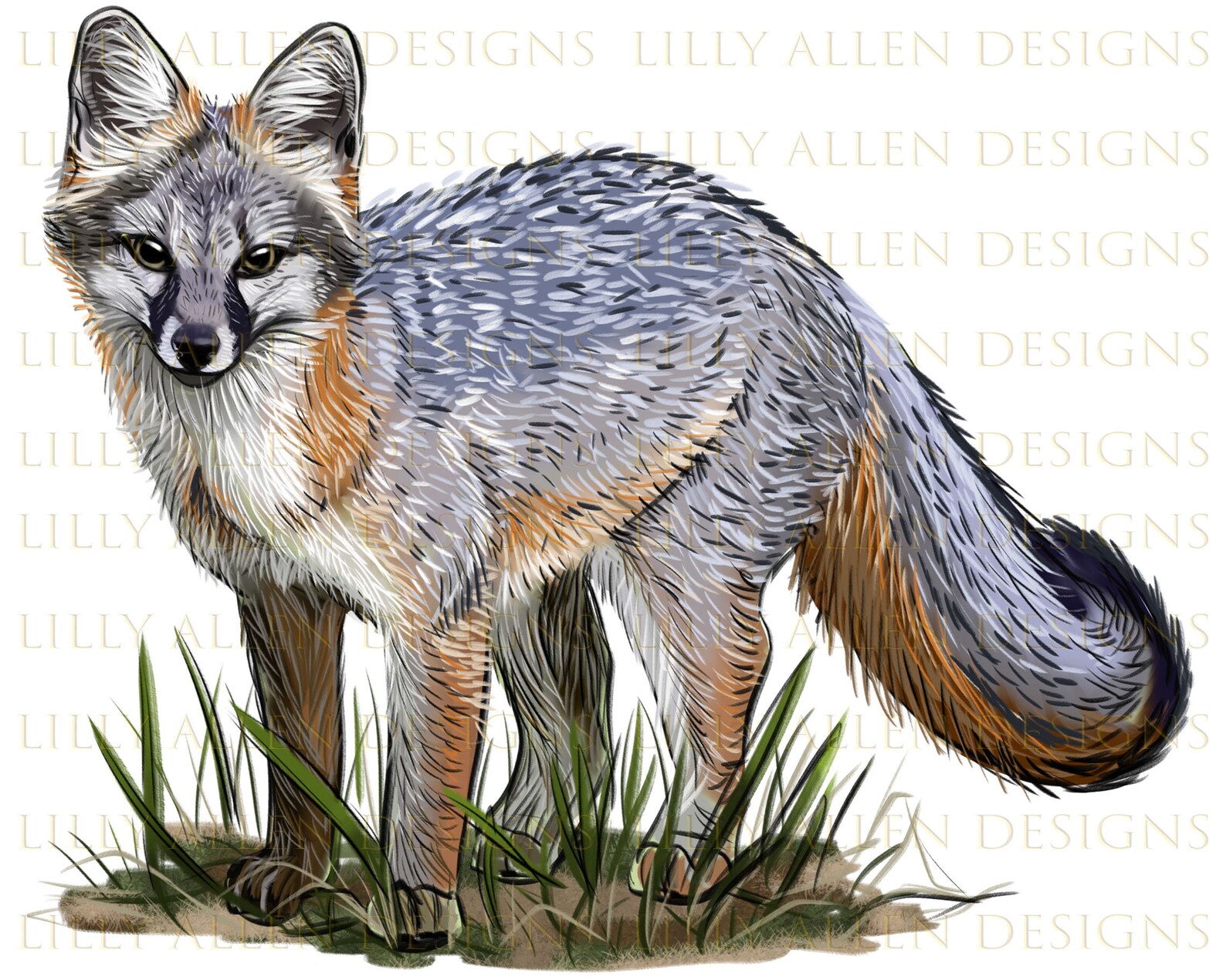 Gray Fox Illustrations Png Digital Download Gray Fox - Etsy