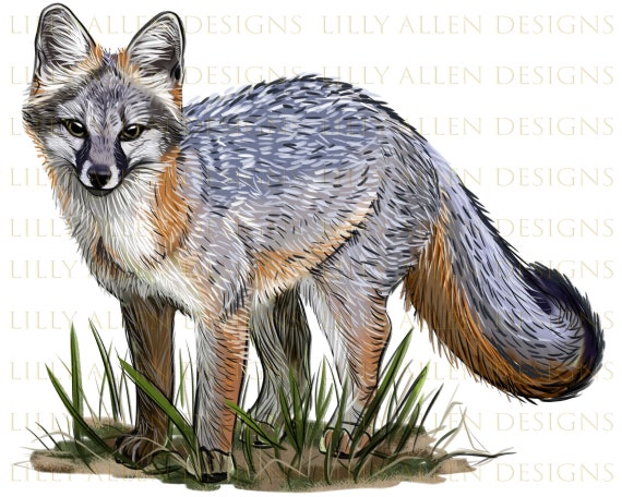 Gray Fox Illustrations Png Digital Download Gray Fox - Etsy