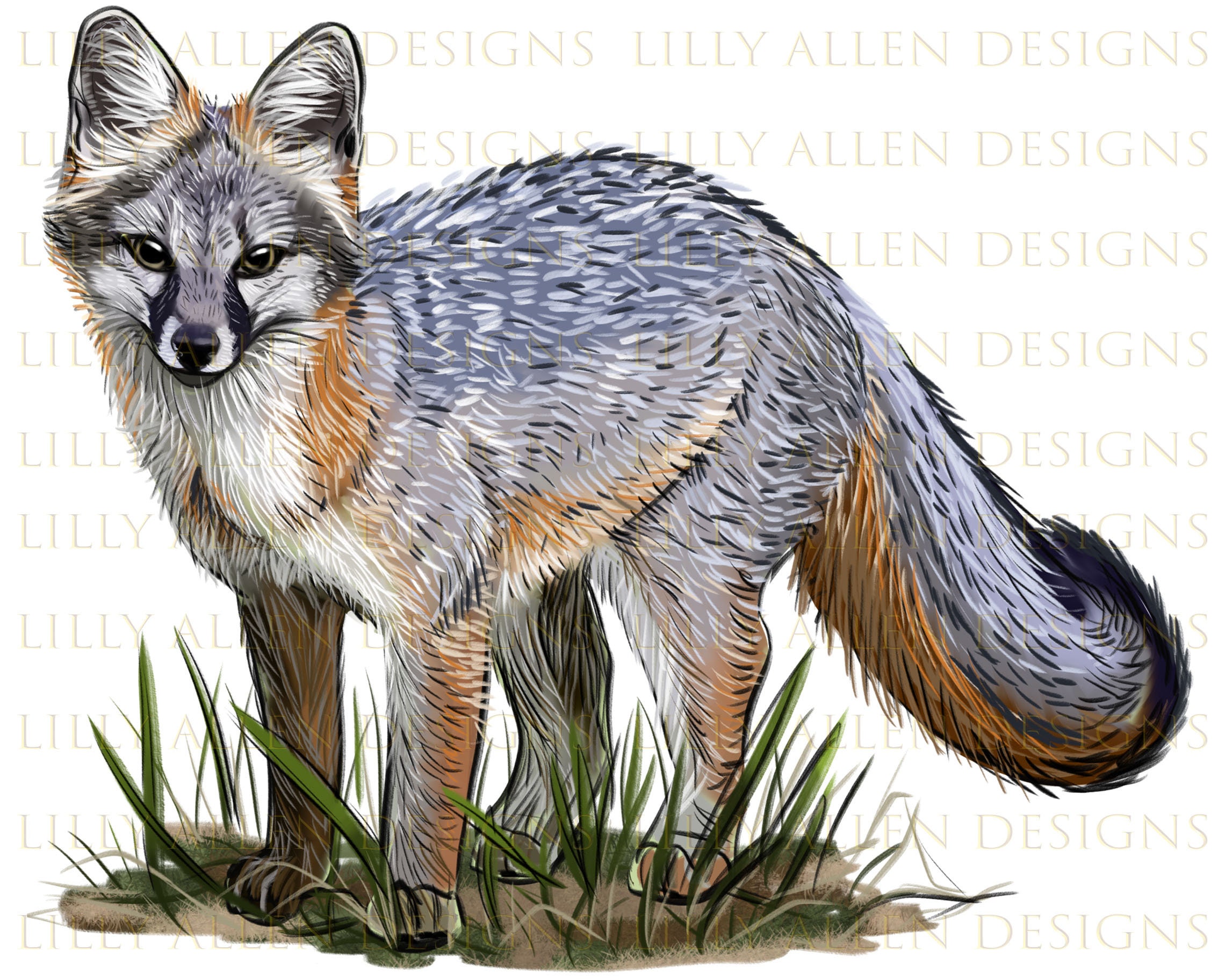 Gray Fox Animal Drawing