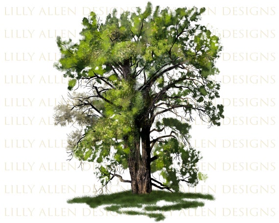 Cottonwood Tree Illustrations Png Digital Download Cottonwood - Etsy
