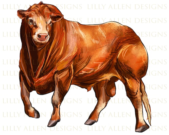 Red Angus Cattle Clipart
