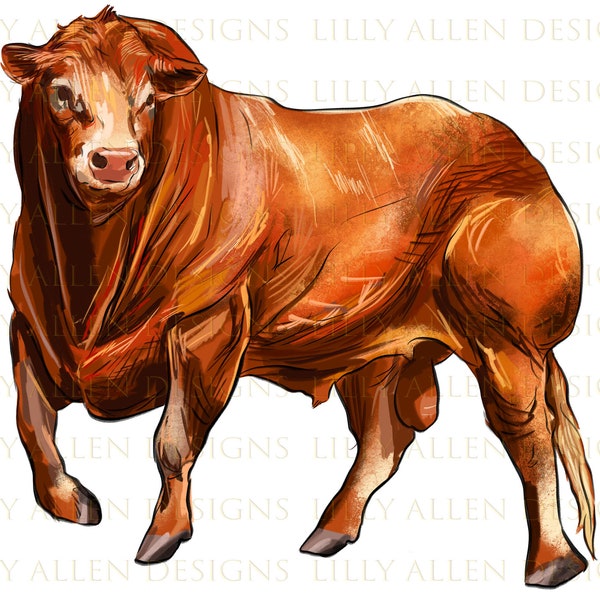 Angus Bull Svg - Etsy