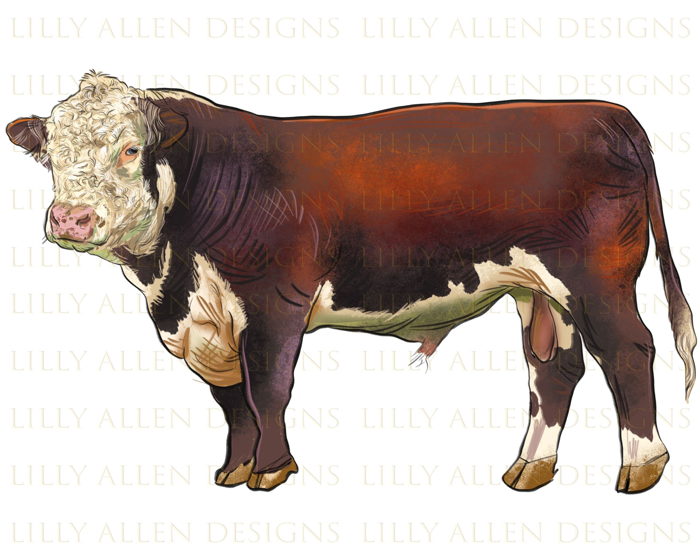 Polled Hereford Cattle