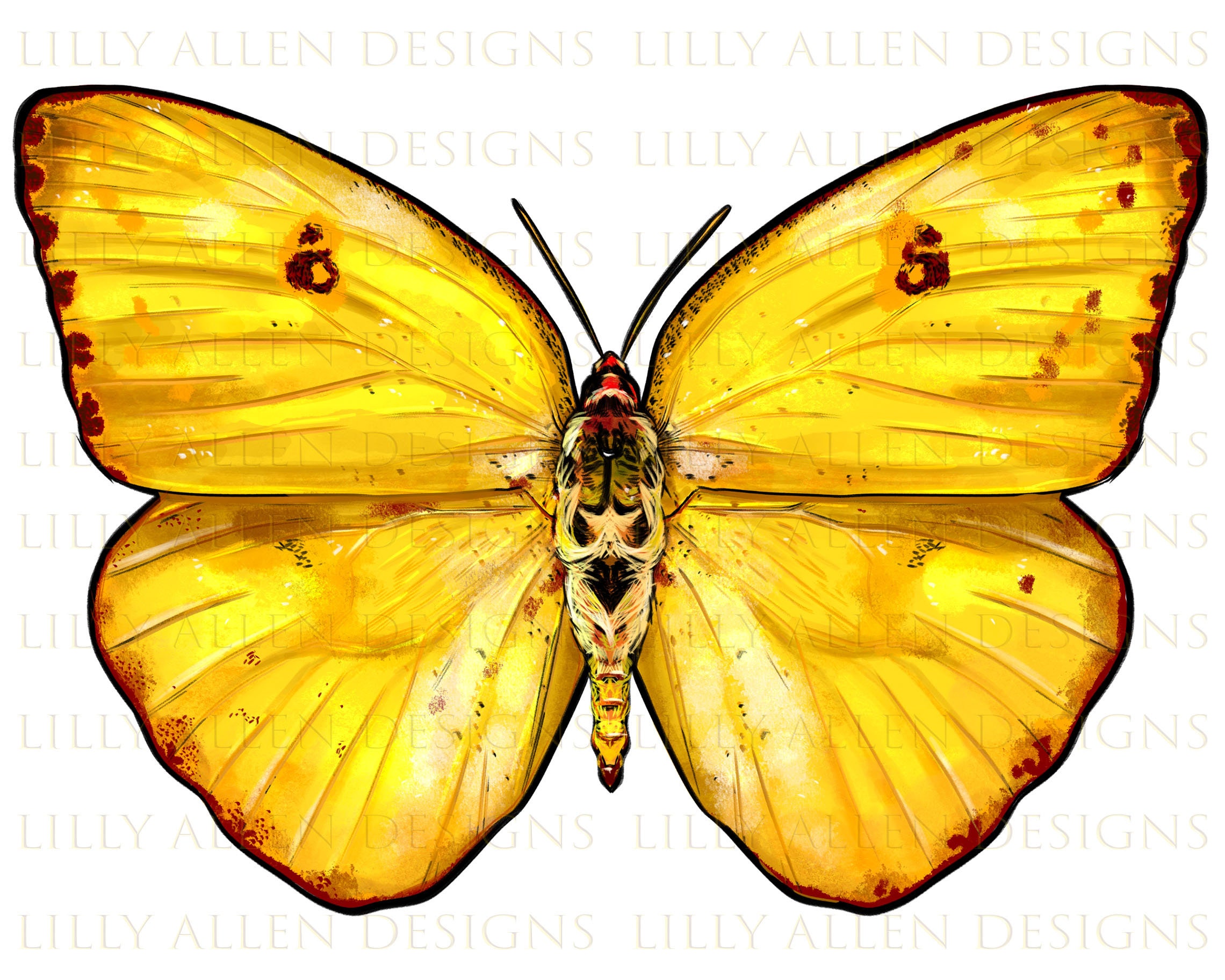 Cloudless Sulfur Butterfly