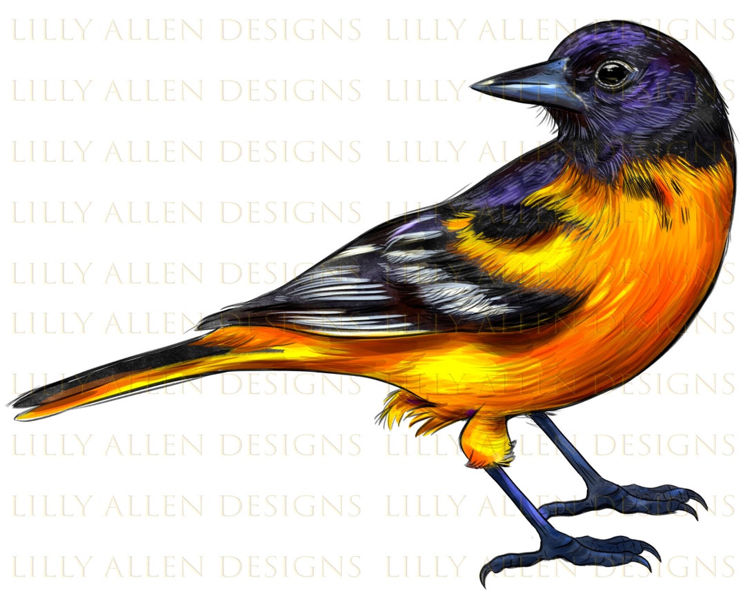 Baltimore Oriole Bird Png, Bird Png Sublimation Design, Bird Png, Bird ...