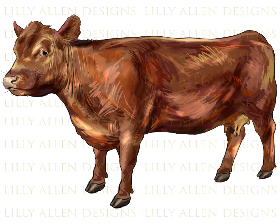 Red Angus Cow Png Western Red Angus Cow Png Red Angus Cattle - Etsy
