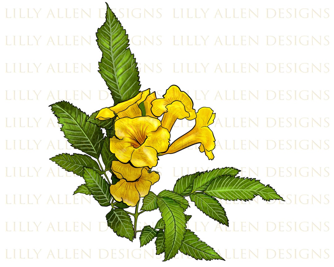 Yellow Elder Flower Illustrations Png Digital Downloadflower - Etsy