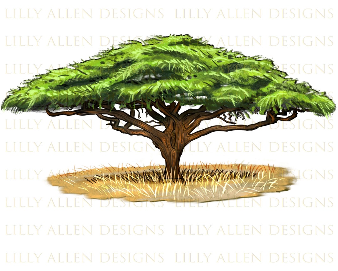 Acacia Tree Drawing