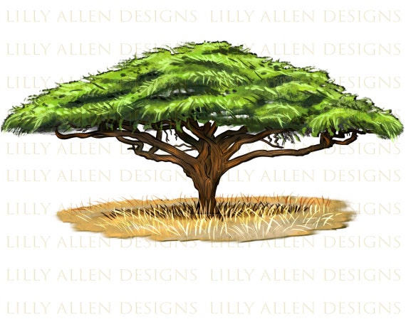 Acacia Tree Illustrations Png Digital Downloadacacia Tree - Etsy Australia