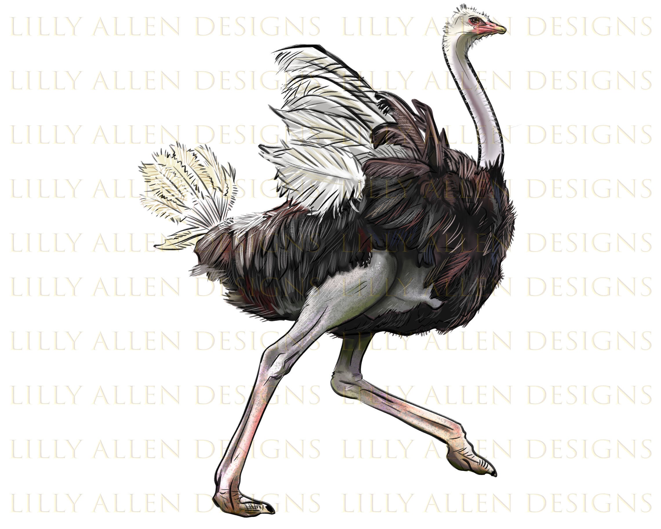 Ostrich Drawing
