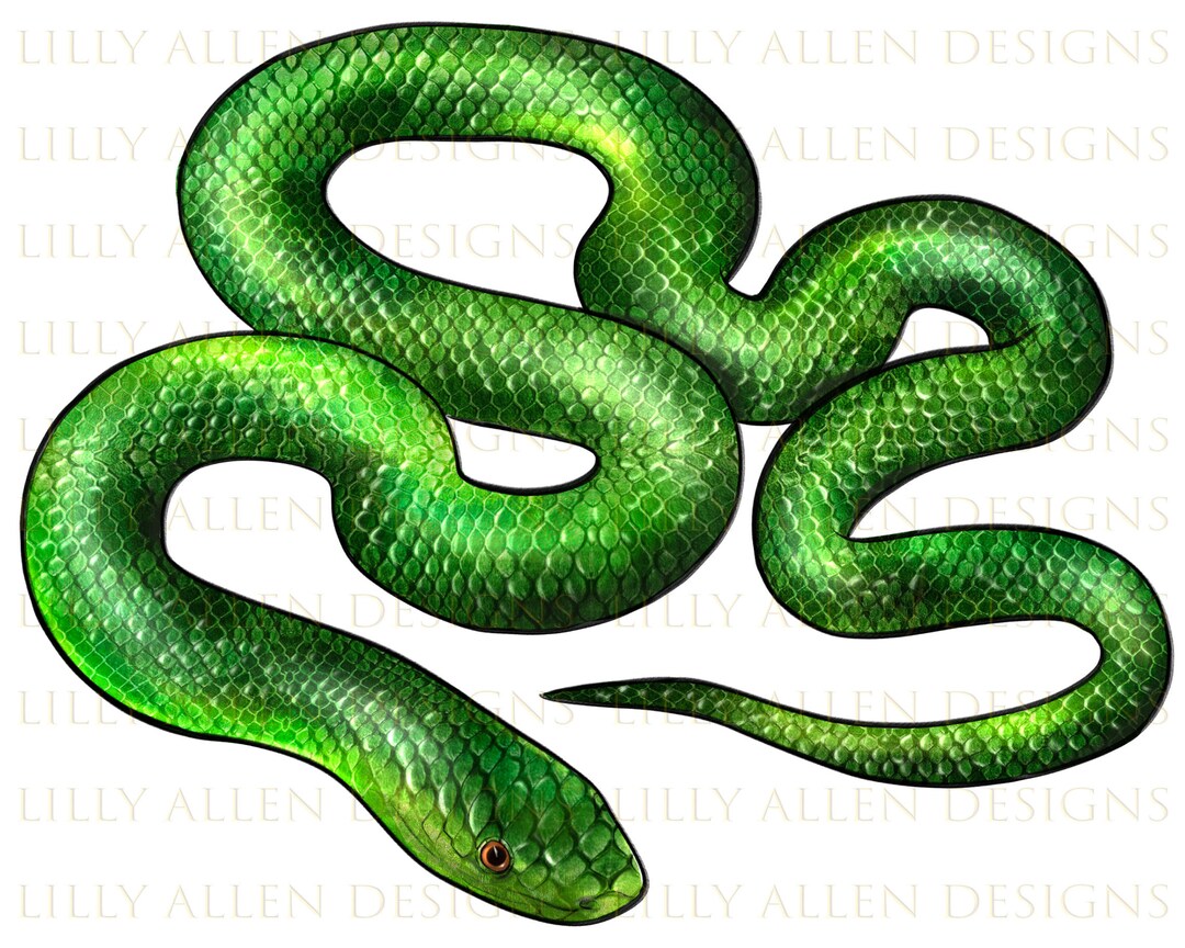 Boomslang Snake Illustrations Png Digital Download, Snake Sublimation ...