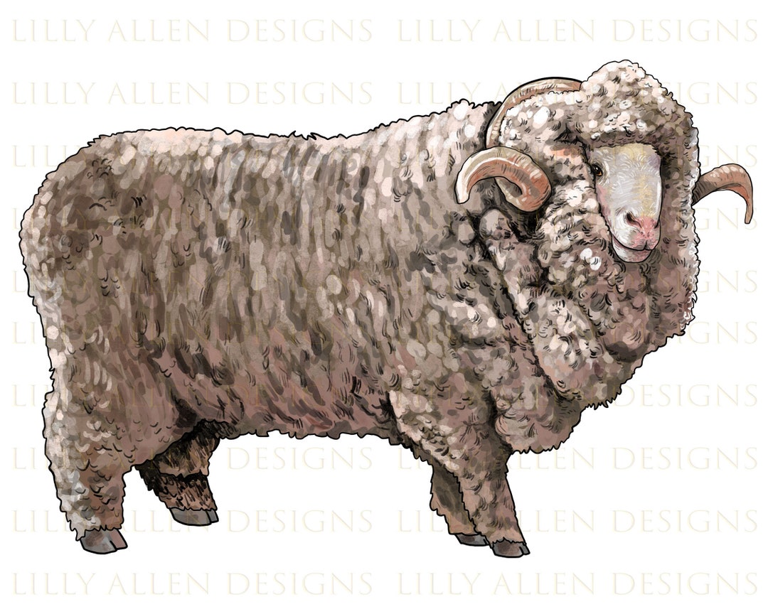 Rambouillet Sheep Png, Hand Drawn Rambouillet Png, Rambouillet Sheep ...
