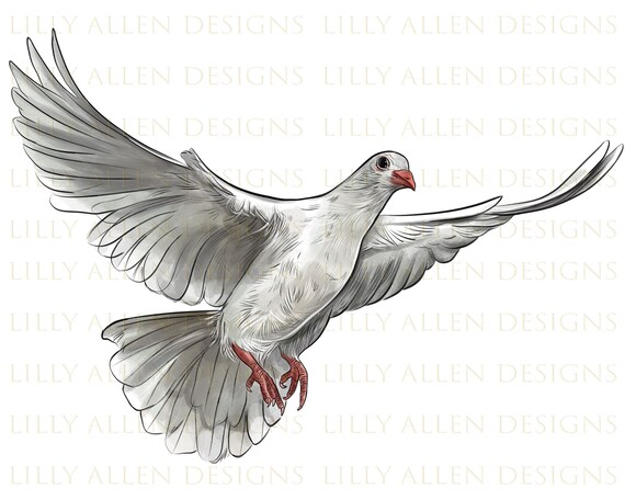 Realistic Dove Drawing