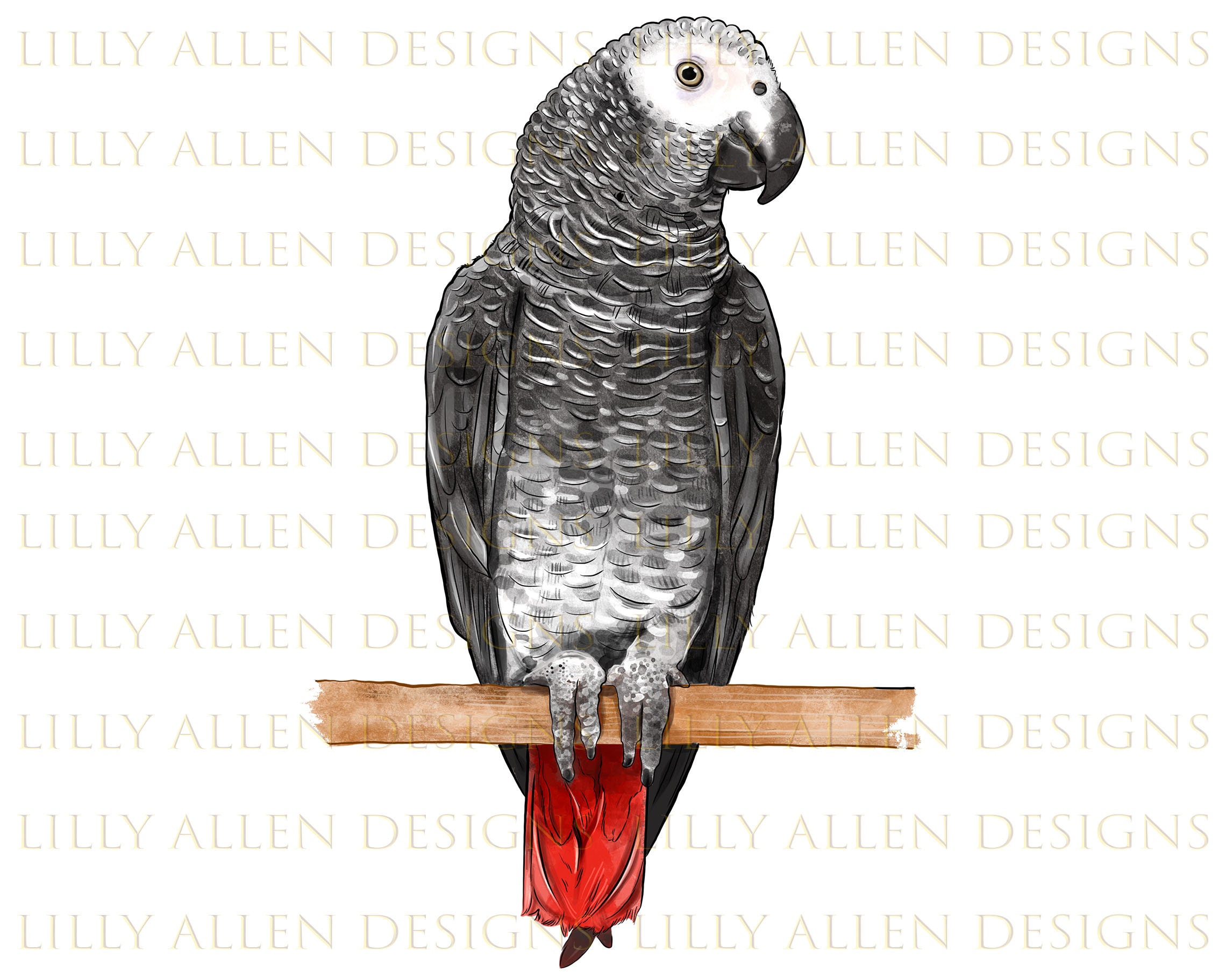 African Grey Parrot Drawing