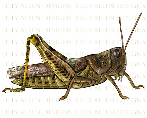 Grasshopper Insect Clipart