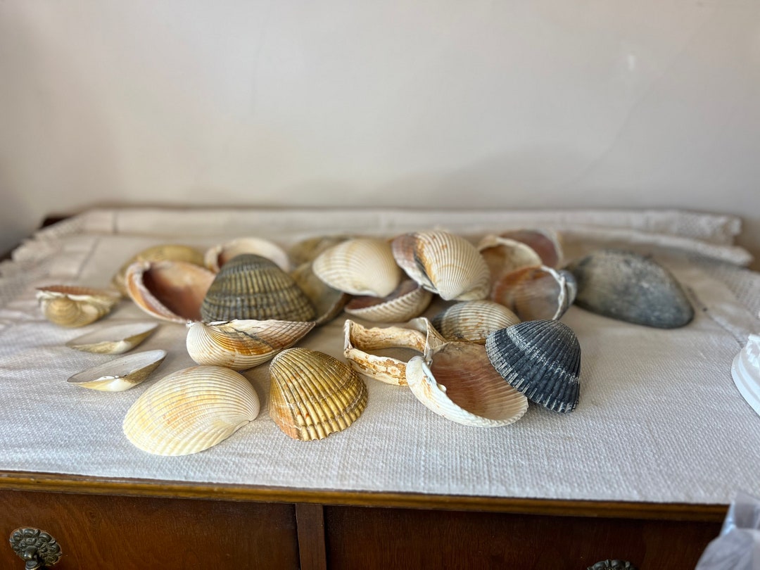 Bag of Seashells, Clamshells, Ocean Shells, Beach Shells for Kids Arts ...