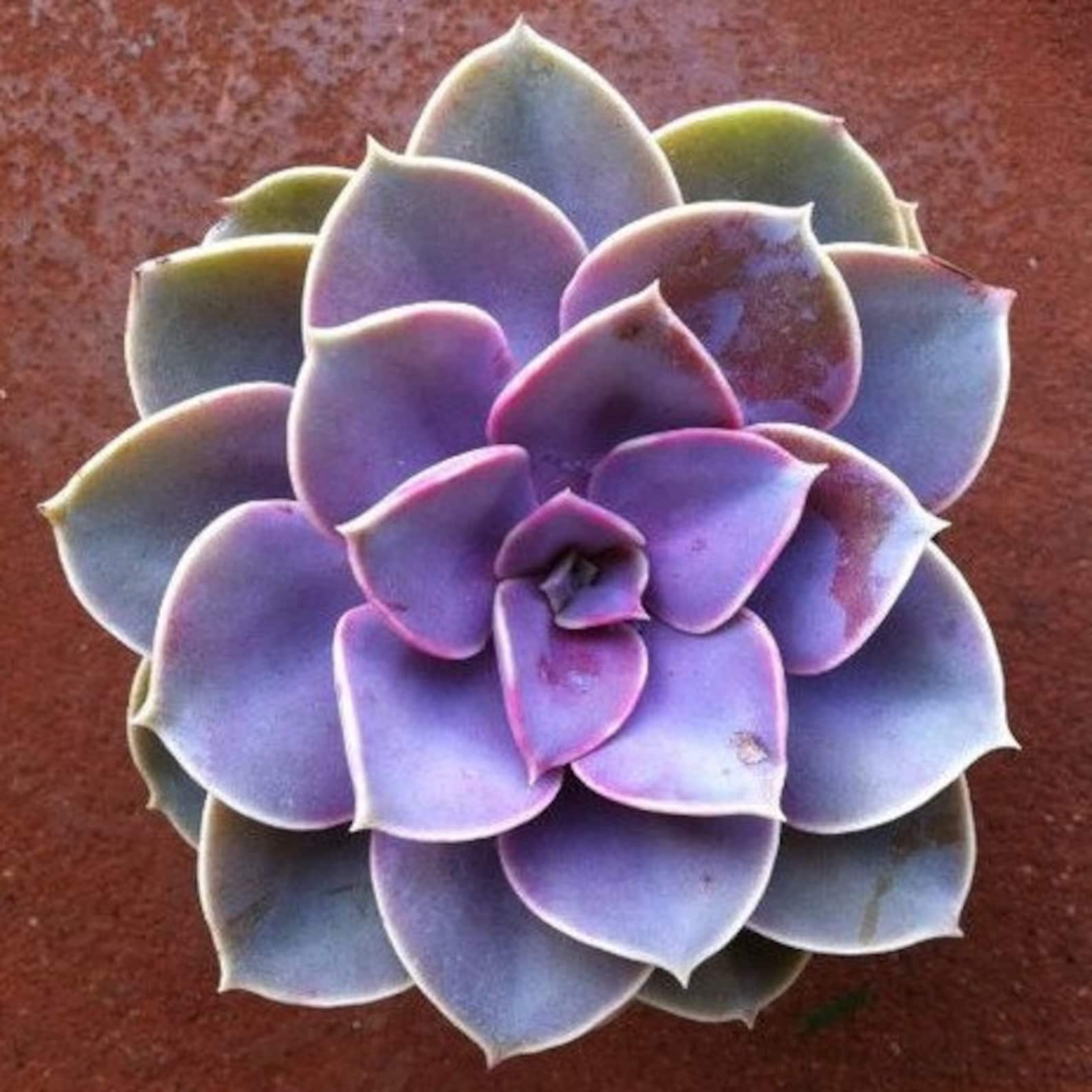 Blue Succulents Witchford Lithops Seeds, Cactus Seeds, 100pcs/pack - Etsy