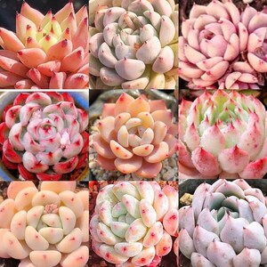 Pink Mixed Succulent Seeds, 100seeds/pack - Etsy