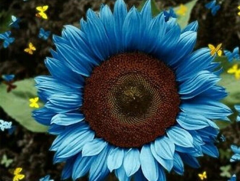 100pcs Blue Sunflower Seeds Plants Garden Plants Bonsai Rare Flower ...
