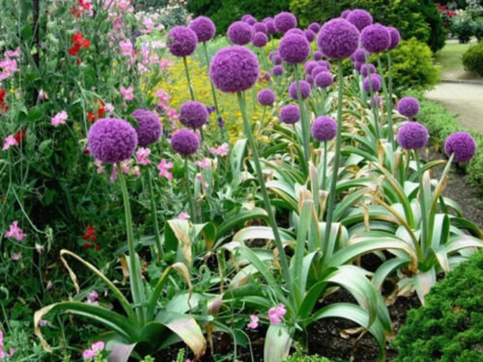 20 Giant Ball Onion Allium Christophii Huge Hardy Perennial Seeds - Etsy