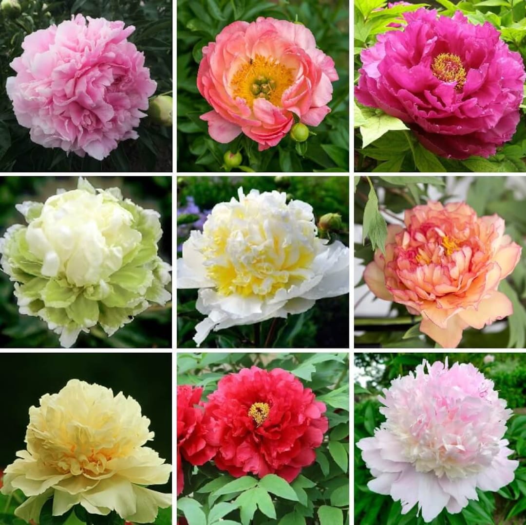 Multi-color Rare Peony Seeds, 10pcs/pack - Etsy