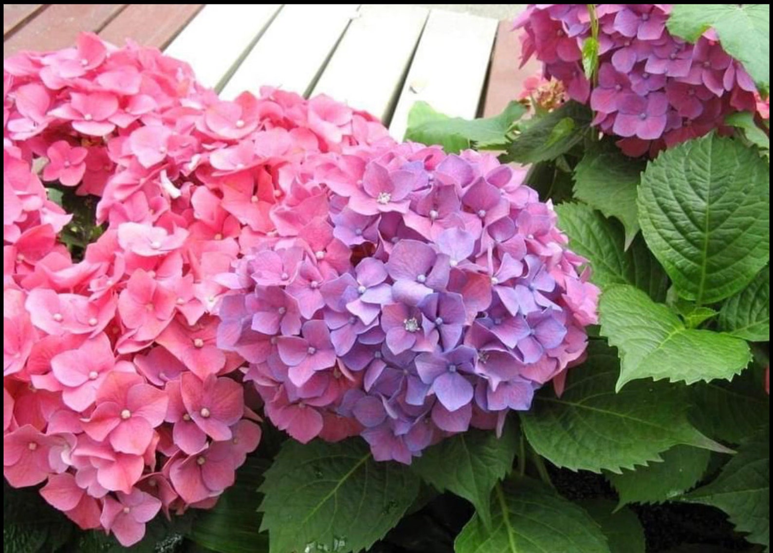 30 Mixed Blue Hydrangea Seeds Giant Snowball Fast Growing Flower - Etsy