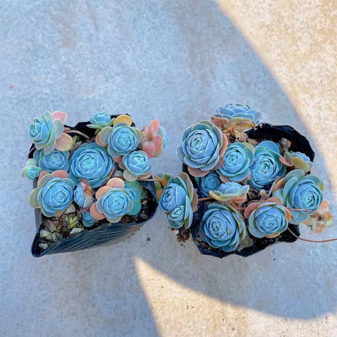 Blue Succulents Witchford Lithops Seeds 100pcs/pack - Etsy