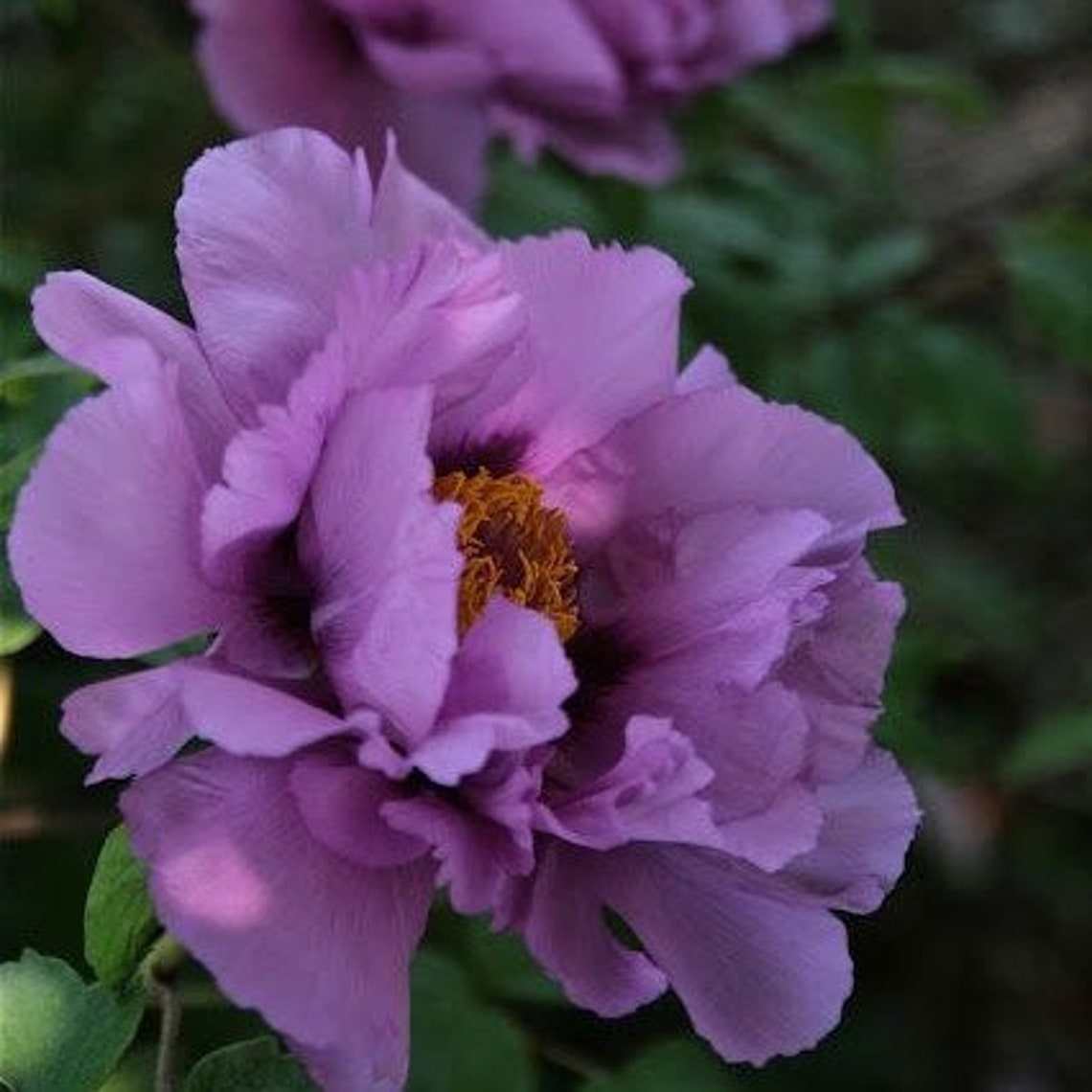 Multi-color Rare Peony Seeds 10pcs/pack - Etsy