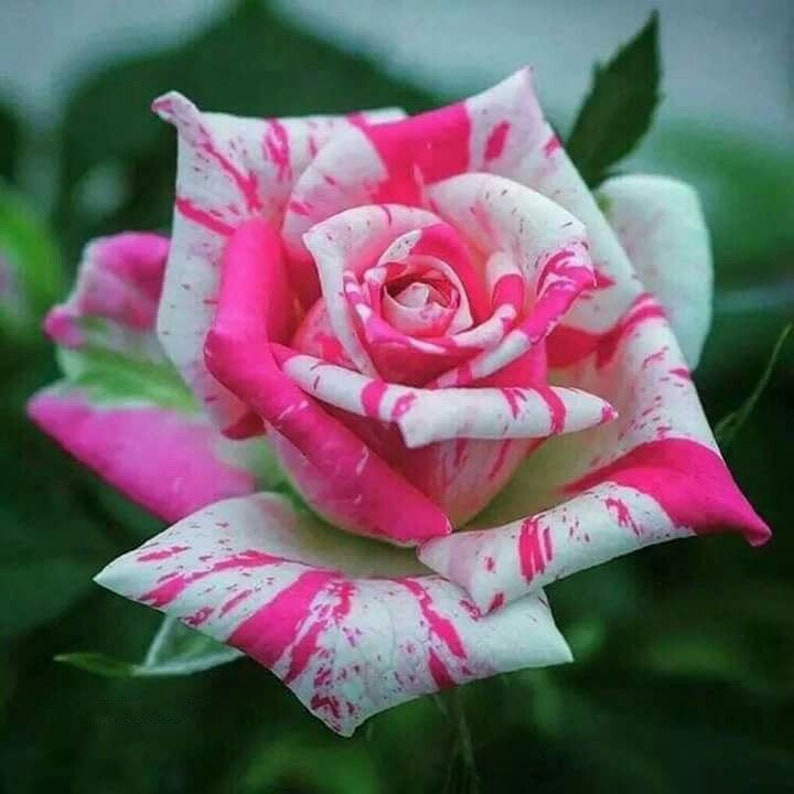 Multi-color Rose Seeds, Double Petal Rose, 100pcs/pack - Etsy