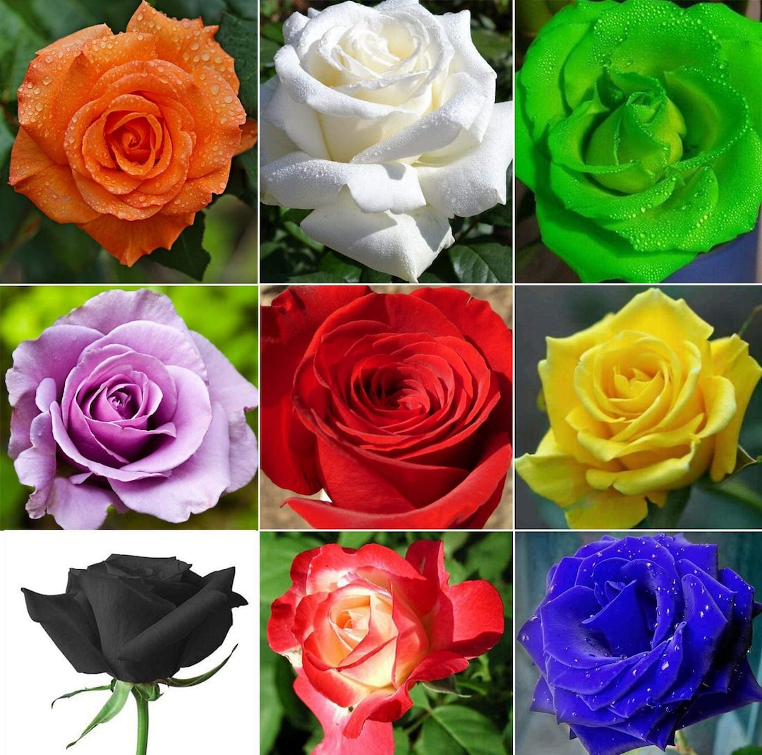 100+ Mixed Multicolored Rose Flower Seeds Perennial Flowers Rare Plants ...