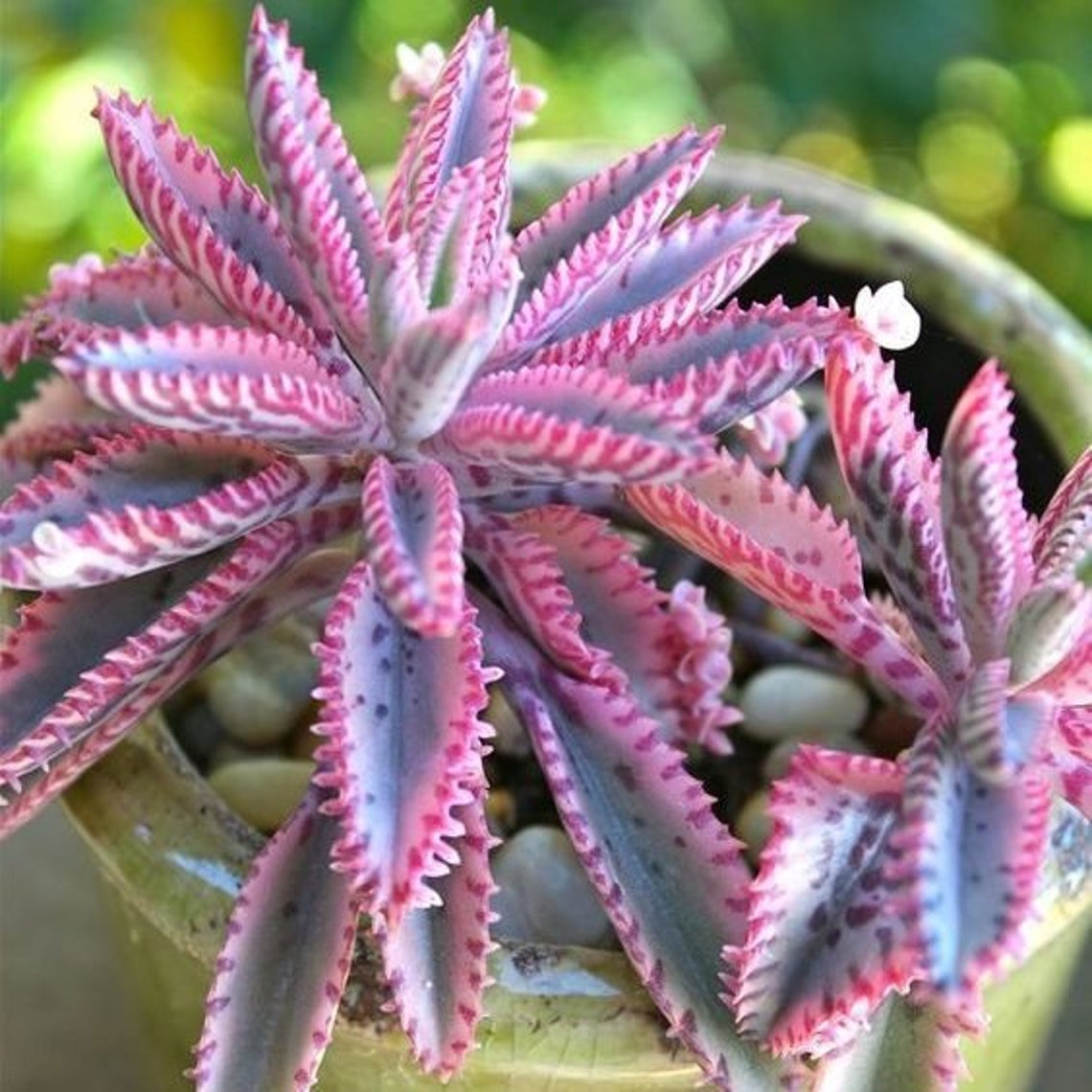 Mixed Succulent Seeds 100seeds/pack - Etsy