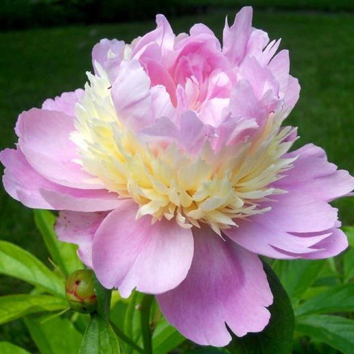 Multi-color Rare Peony Seeds 10pcs/pack - Etsy