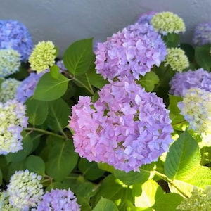 30 Mixed Blue Hydrangea Seeds Giant Snowball Fast Growing Flower - Etsy