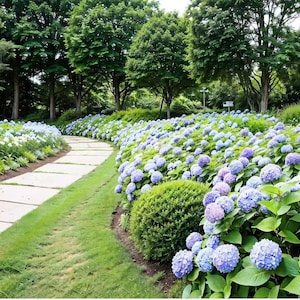 30 Mixed Blue Hydrangea Seeds Giant Snowball Fast Growing Flower - Etsy