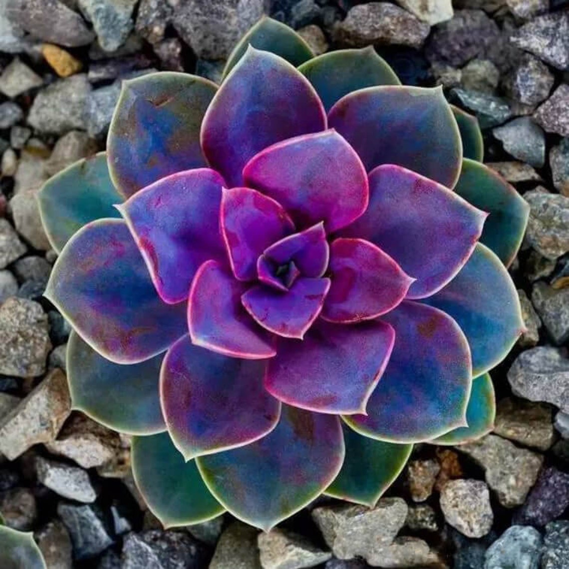 Blue Succulents Witchford Lithops Seeds, Cactus Seeds, 100pcs/pack - Etsy