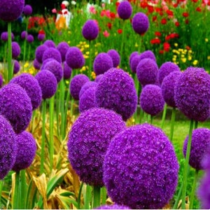 Orange Safflower Seeds carthamus Tinctorius 10seeds - Etsy Canada