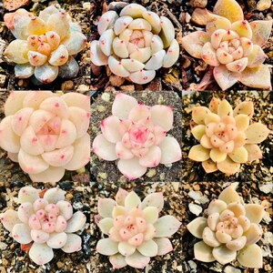 Pink Mixed Succulent Seeds, 100seeds/pack - Etsy
