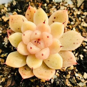 Pink Mixed Succulent Seeds, 100seeds/pack - Etsy