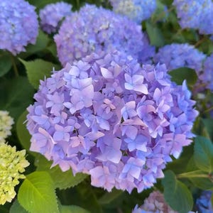 30 Mixed Blue Hydrangea Seeds Giant Snowball Fast Growing Flower - Etsy