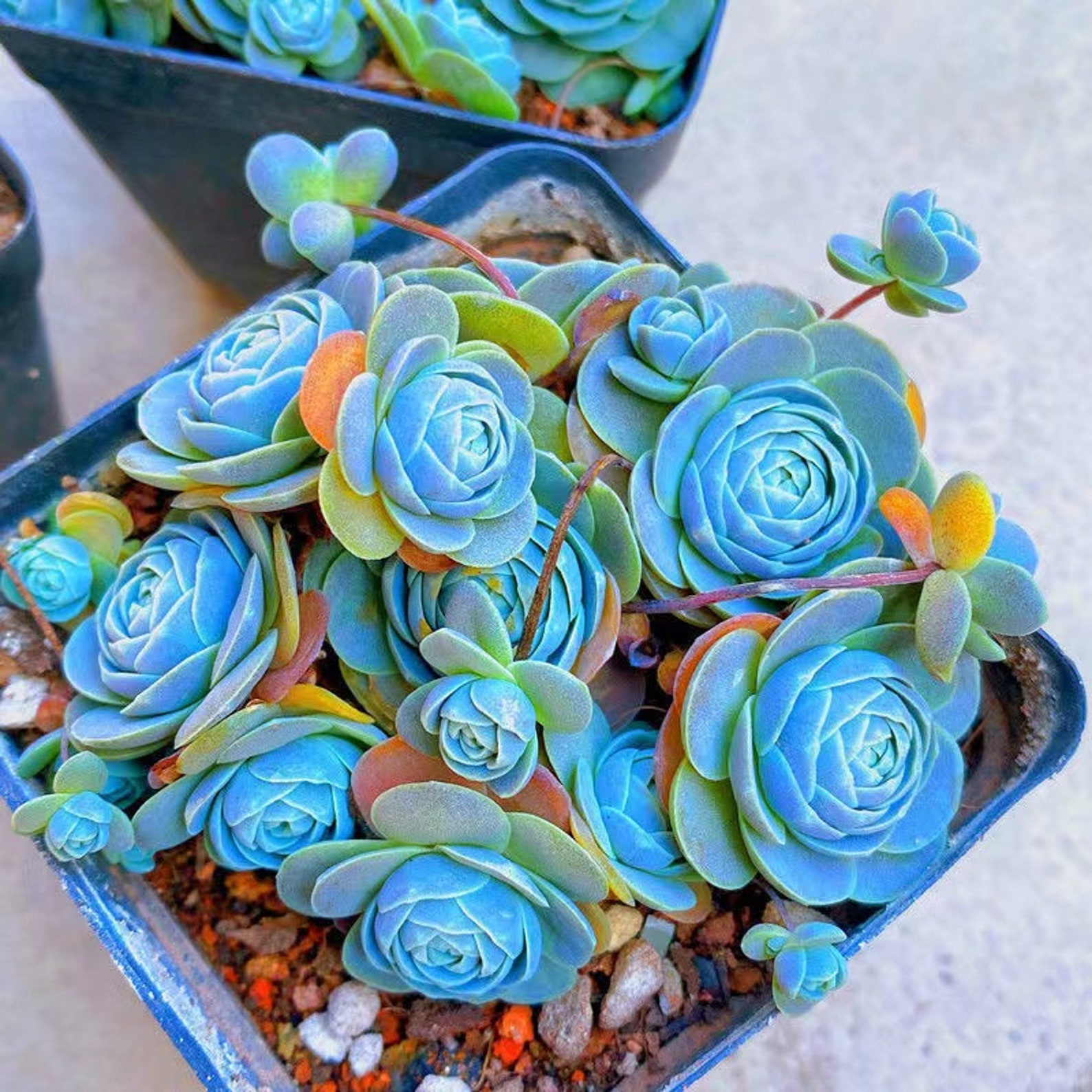 Blue Succulents Witchford Lithops Seeds 100pcs/pack - Etsy