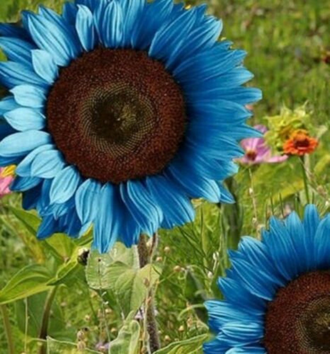 100pcs Blue Sunflower Seeds Plants Garden Plants Bonsai Rare Flower ...