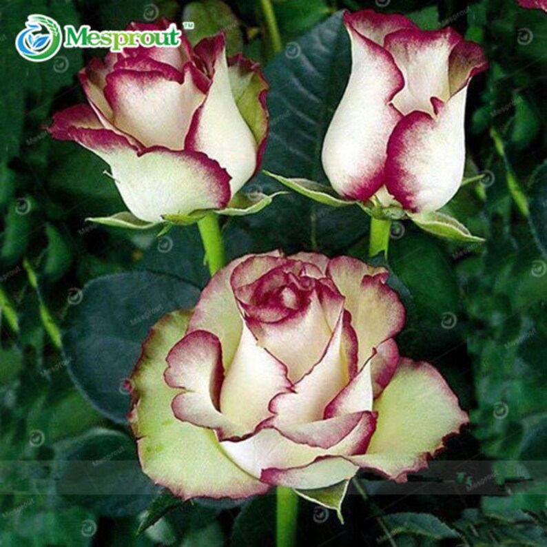 100pcs/pack Multi-color Rose Seeds Double Petal Rose - Etsy