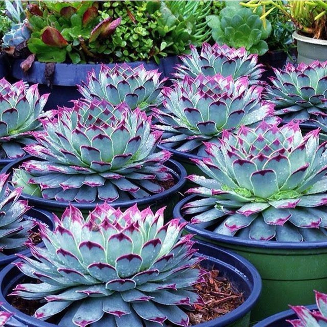 Blue Succulents Witchford Lithops Seeds, Cactus Seeds, 100pcs/pack - Etsy