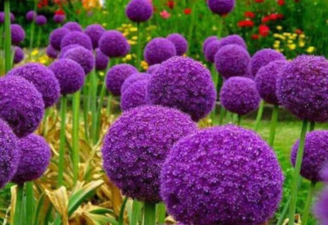 20 Giant Ball Onion Allium Christophii Huge Hardy Perennial Seeds - Etsy