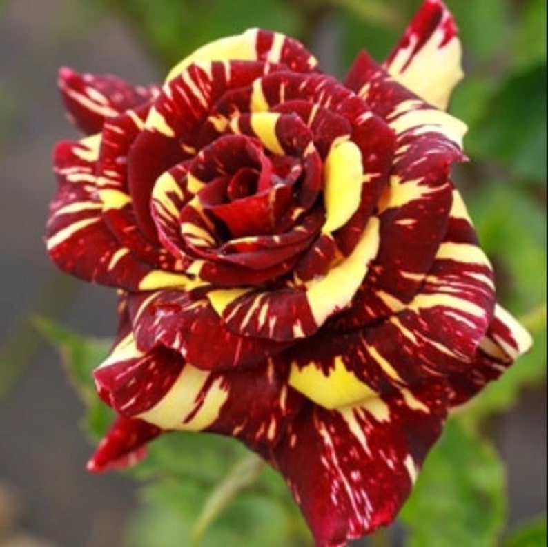 Multi-color Rose Seeds Double Petal Rose 100pcs/pack - Etsy