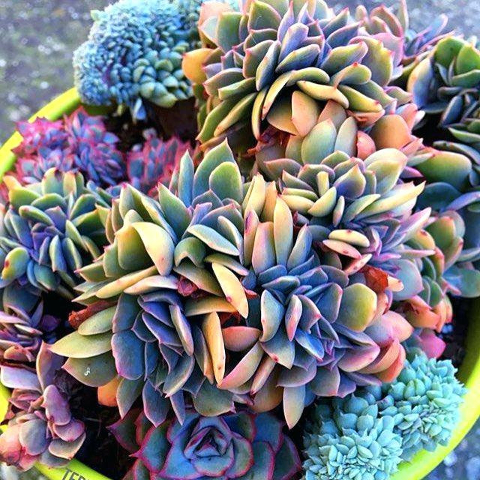Blue Succulents Witchford Lithops Seeds, Cactus Seeds, 100pcs/pack - Etsy