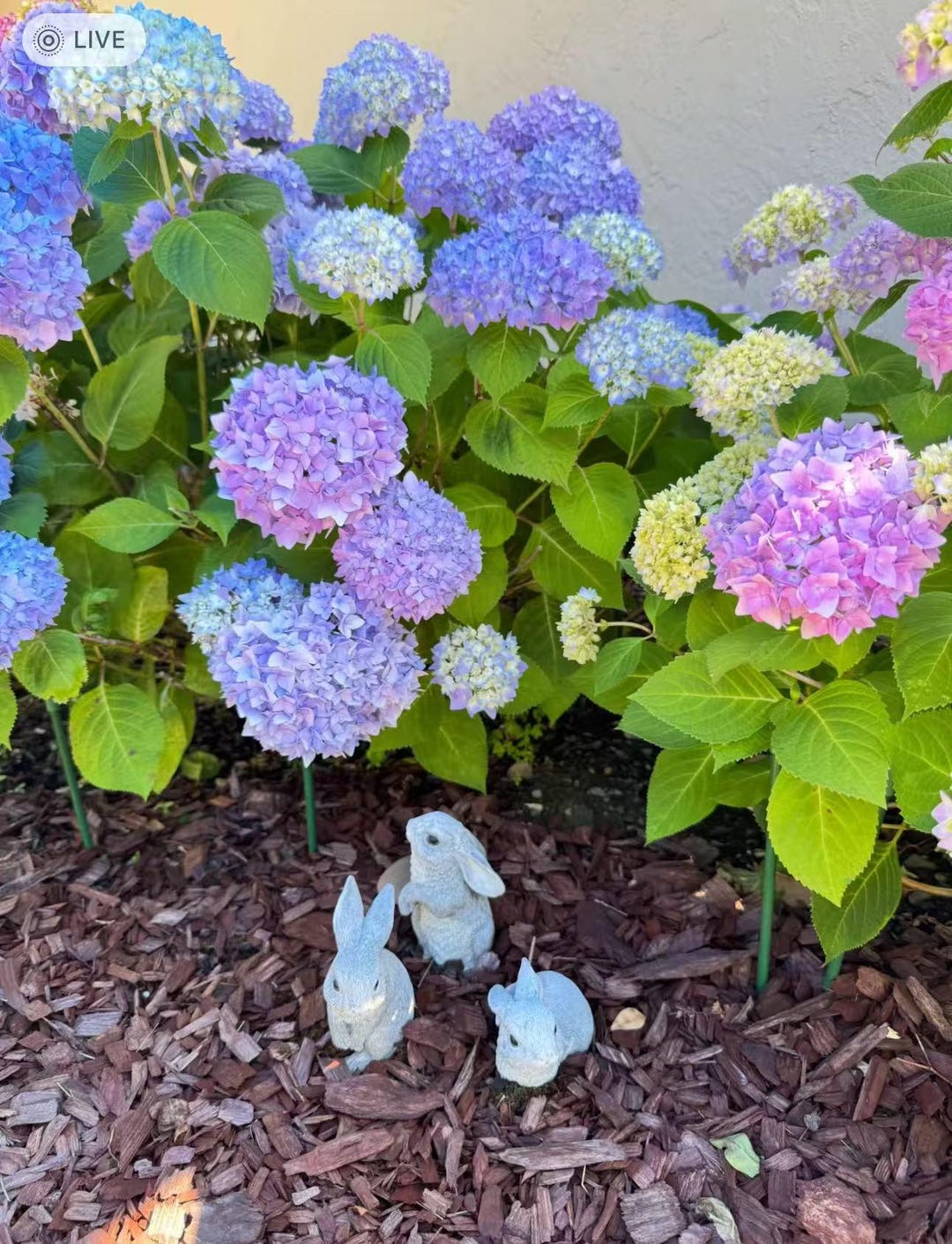 30 Mixed Blue Hydrangea Seeds Giant Snowball Fast Growing Flower - Etsy